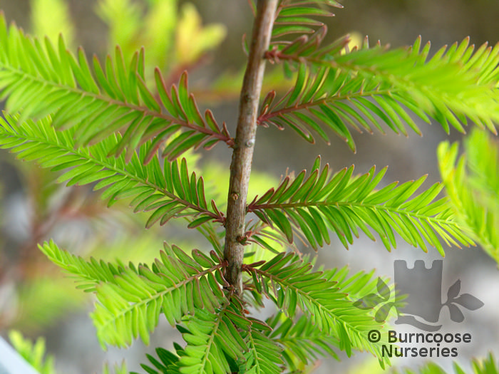 Taxodium Distichum from Burncoose Nurseries