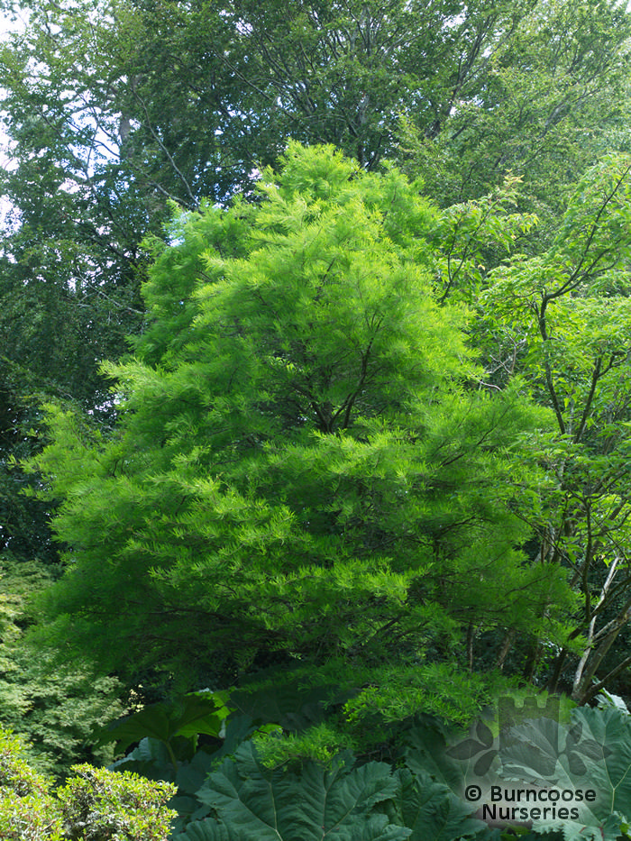 Taxodium Distichum from Burncoose Nurseries