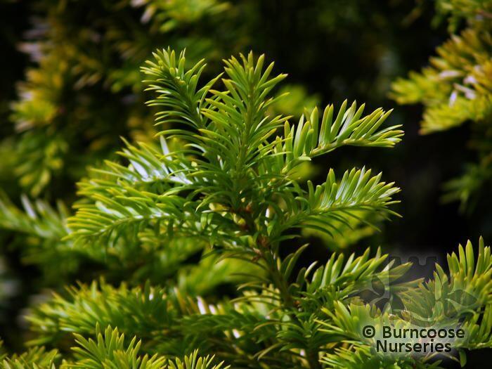 Taxus Baccata 'Semperaurea' from Burncoose Nurseries