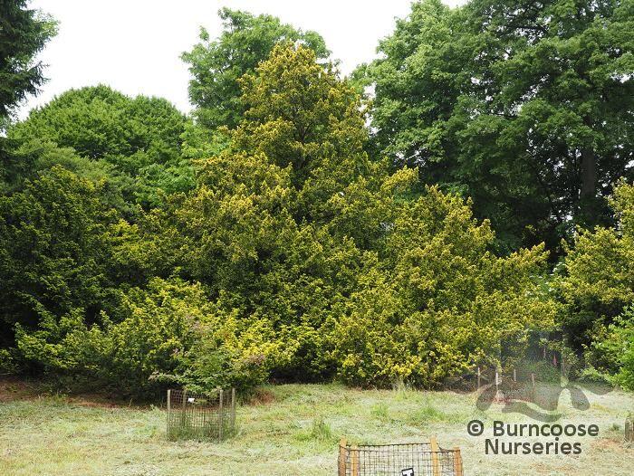 Taxus Baccata 'Semperaurea' from Burncoose Nurseries