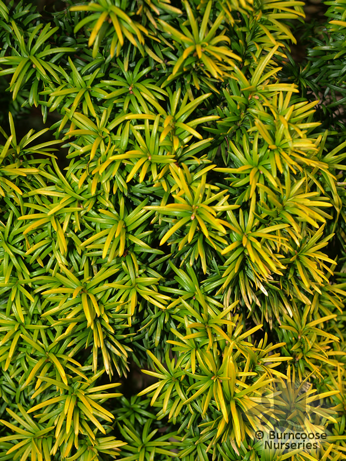 Taxus Baccata 'Standishii' from Burncoose Nurseries