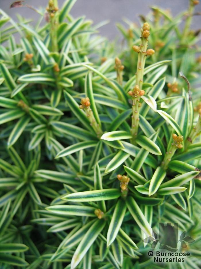 Taxus from Burncoose Nurseries