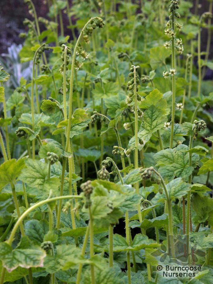 Tellima Grandiflora from Burncoose Nurseries