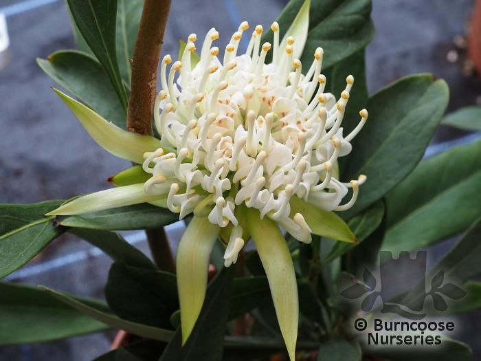 Protea Telopea 'Shady Lady White' from Burncoose Nurseries