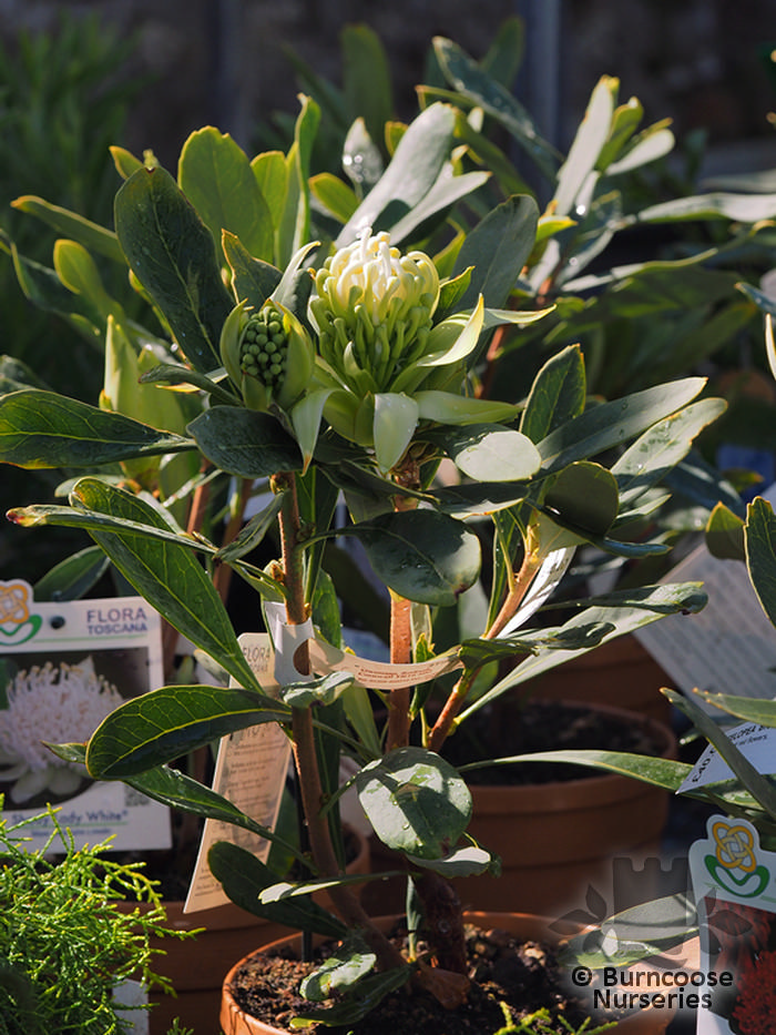 Protea Telopea 'Shady Lady White' from Burncoose Nurseries