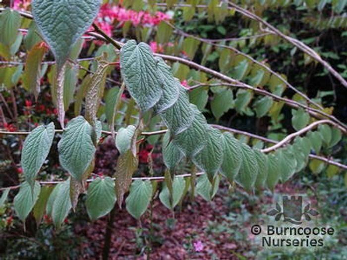 Tetracentron from Burncoose Nurseries