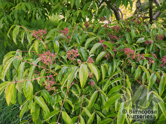 Tetradium Daniellii from Burncoose Nurseries