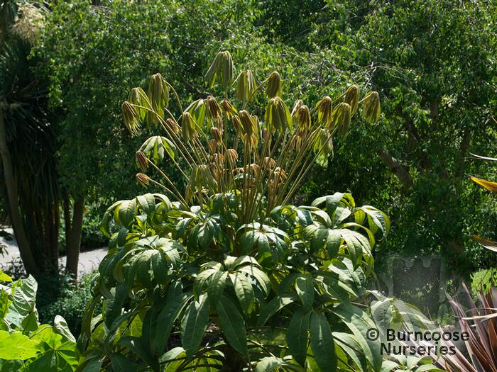 Tetrapanax Papyrifera 'Rex' from Burncoose Nurseries