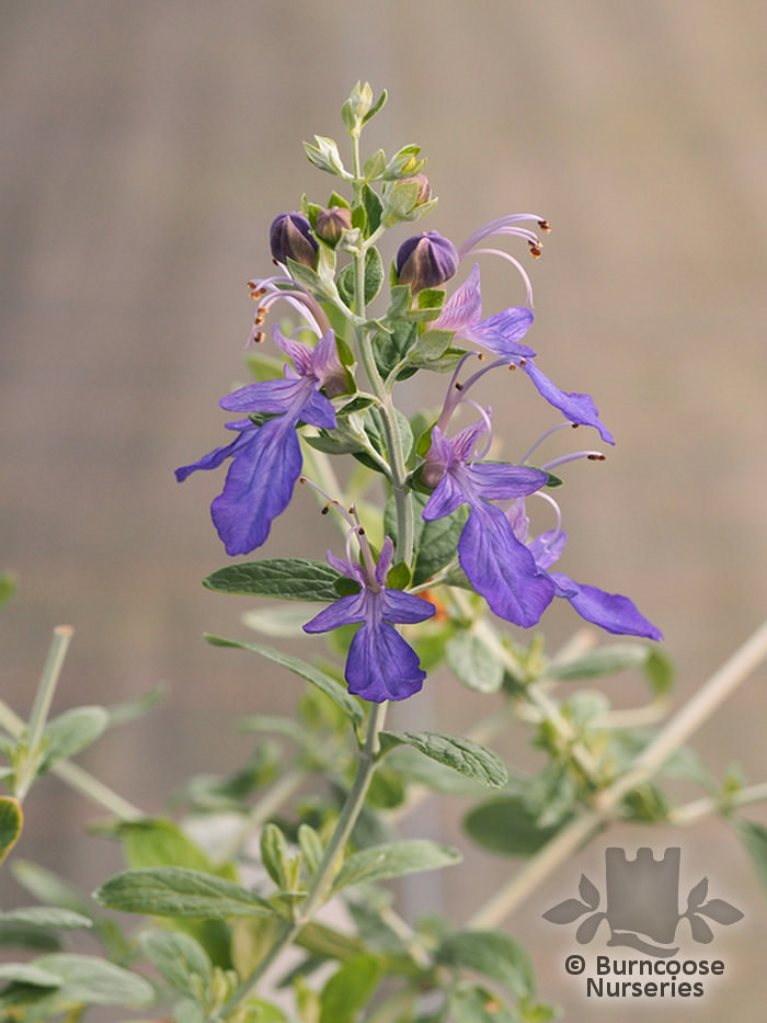 Teucrium Fruticans 'Azureum' from Burncoose Nurseries