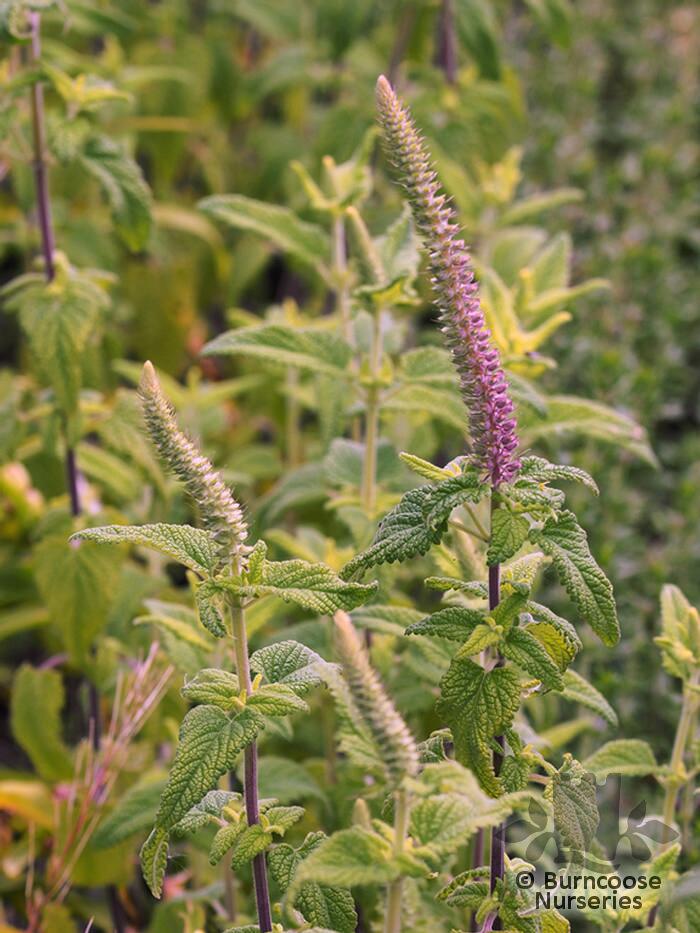 Teucrium from Burncoose Nurseries