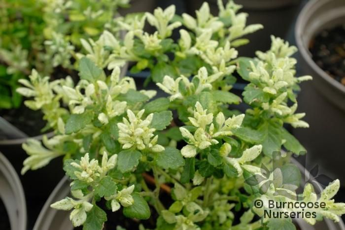 Teucrium X Lucidrys 'Lucky Gold' from Burncoose Nurseries