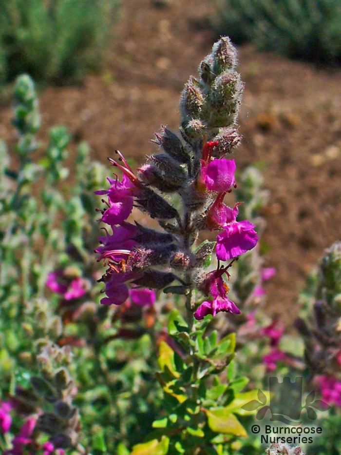 Teucrium from Burncoose Nurseries