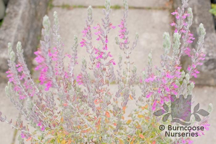 Teucrium Marum from Burncoose Nurseries