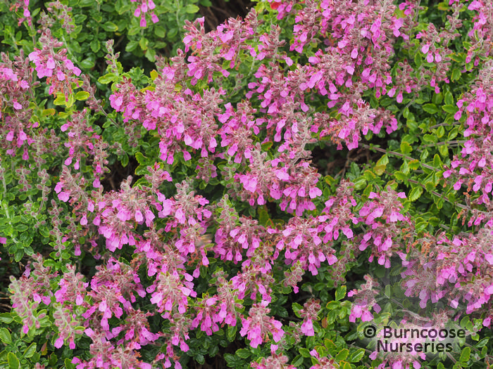 Teucrium from Burncoose Nurseries