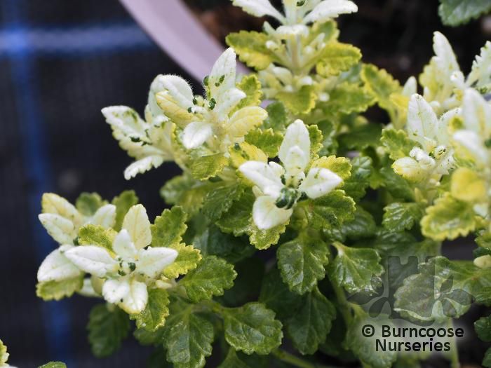 Teucrium X Lucidrys 'Lucky Gold' from Burncoose Nurseries