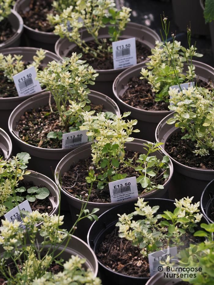 Teucrium X Lucidrys 'Lucky Gold' from Burncoose Nurseries