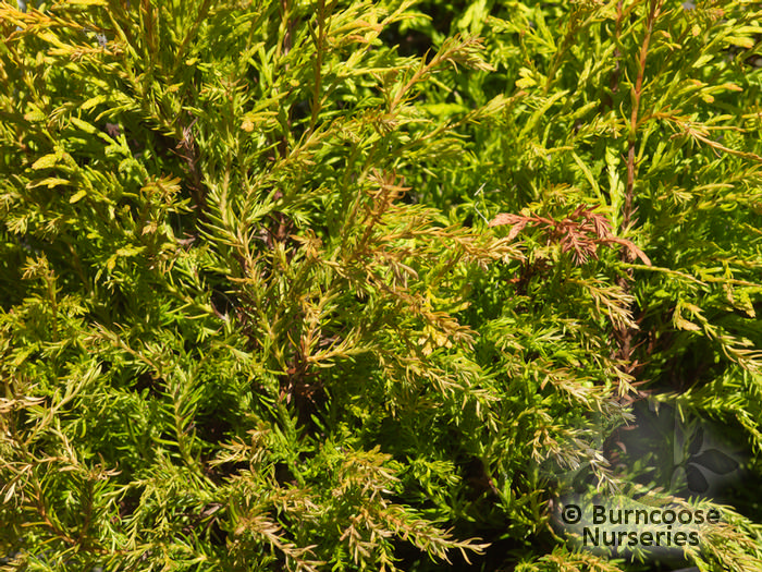 Thuja Occidentalis 'Rheingold' from Burncoose Nurseries