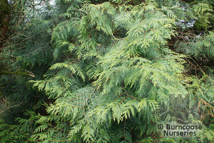Thuja Plicata from Burncoose Nurseries