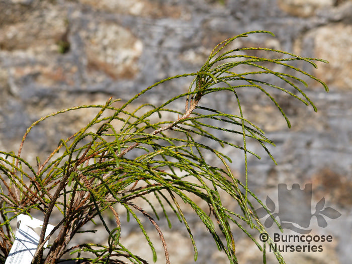 Thuja Plicata 'Whipcord' from Burncoose Nurseries