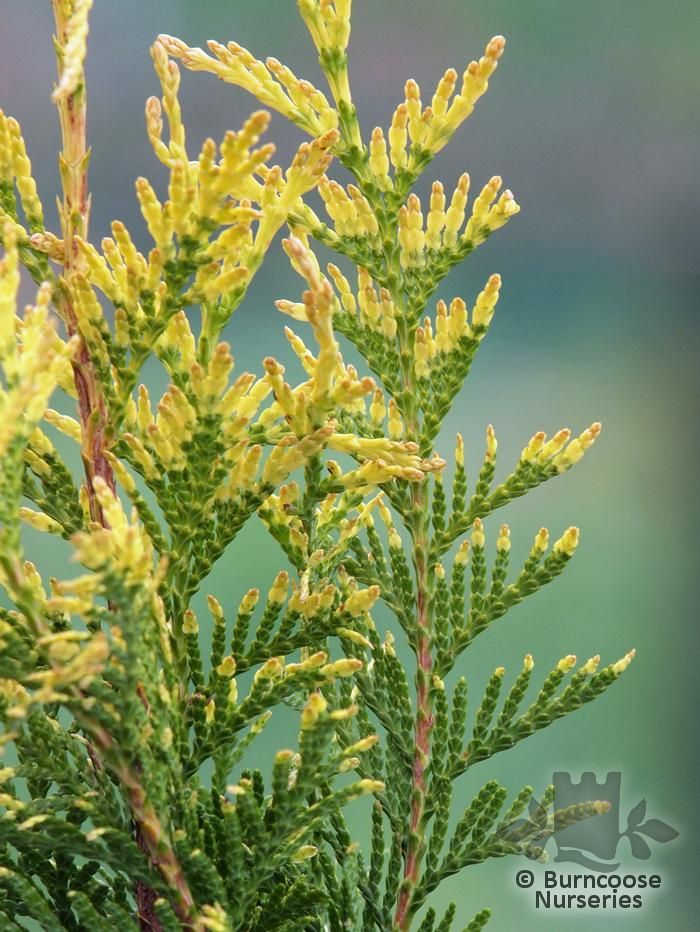 Thuja Plicata 'Zebrina' from Burncoose Nurseries
