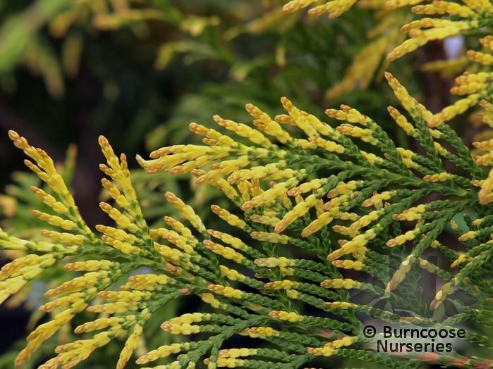 Thuja Plicata 'Zebrina' from Burncoose Nurseries