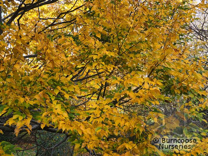 Tilia Kiusiana from Burncoose Nurseries
