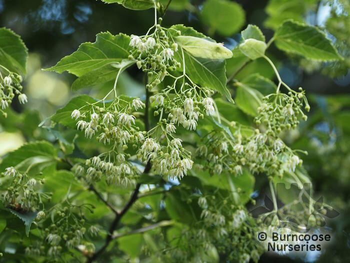 Tilia Kiusiana from Burncoose Nurseries