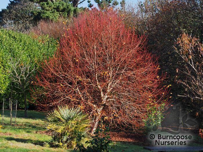 Tilia Cordata 'Winter Orange' from Burncoose Nurseries