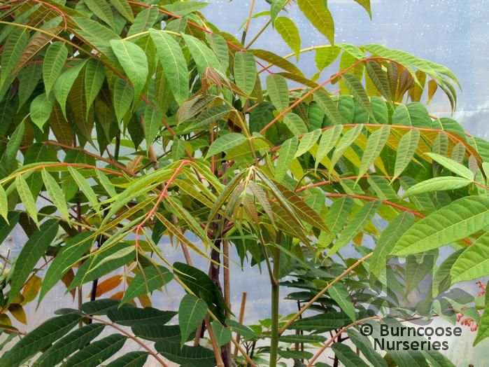 Toona Sinensis from Burncoose Nurseries