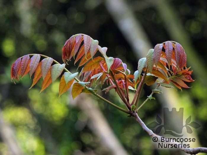 Toona Sinensis from Burncoose Nurseries