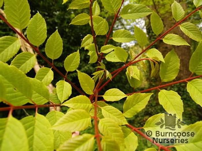 Toona Sinensis from Burncoose Nurseries