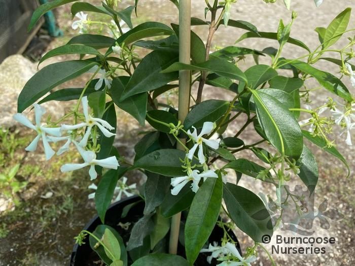Trachelospermum Jasminoides 'Winter Ruby' from Burncoose Nurseries