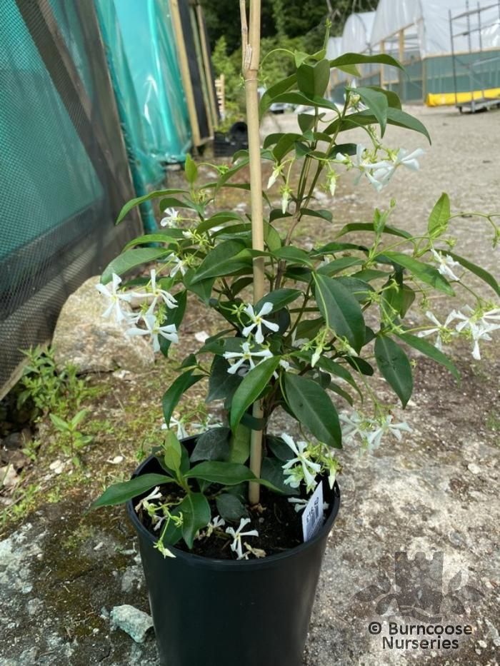 Trachelospermum Jasminoides 'Winter Ruby' from Burncoose Nurseries