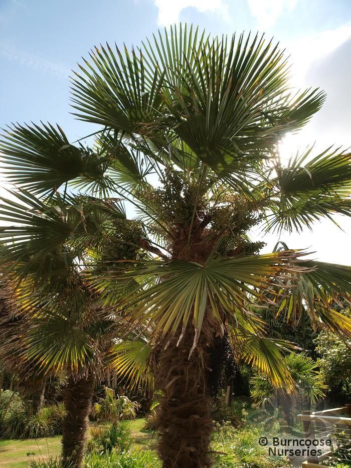 Trachycarpus from Burncoose Nurseries