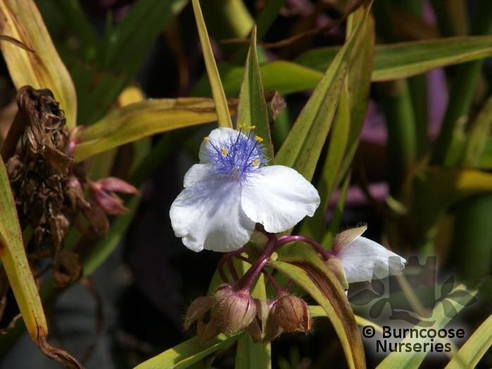 Tradescantia 'Osprey' from Burncoose Nurseries