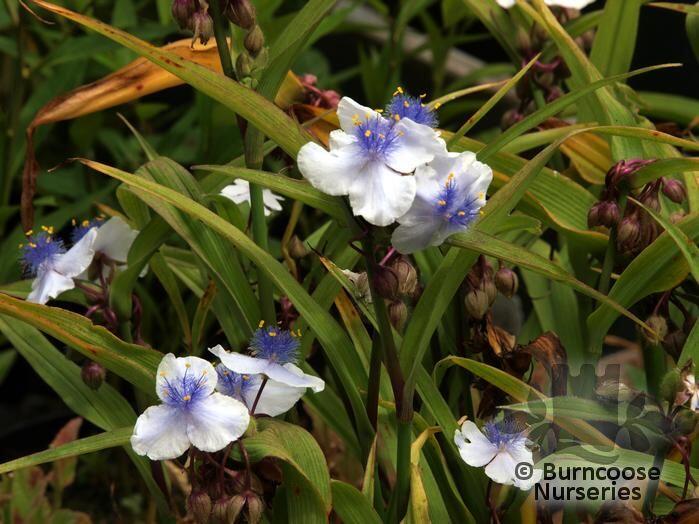 Tradescantia 'Osprey' from Burncoose Nurseries