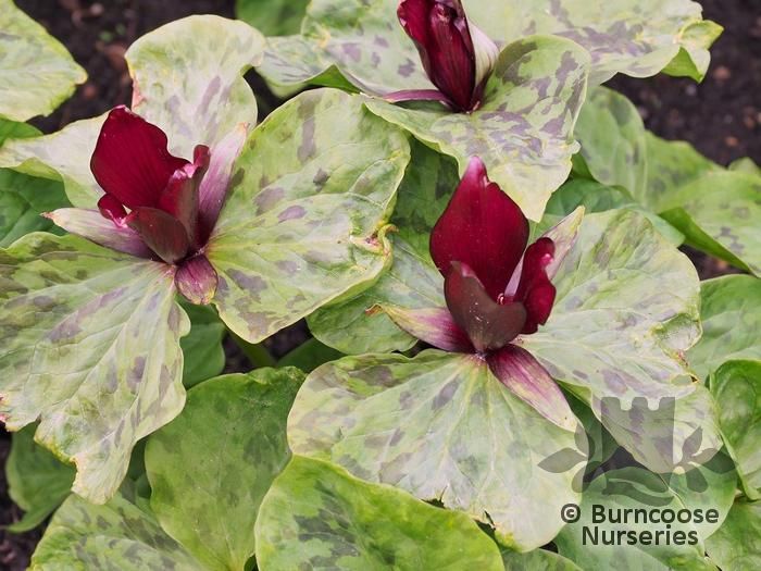 Trillium Chloropetalum from Burncoose Nurseries