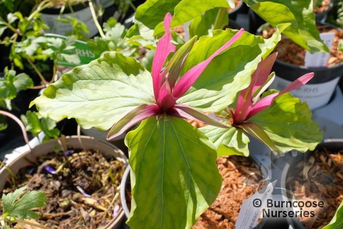 Trillium Chloropetalum from Burncoose Nurseries