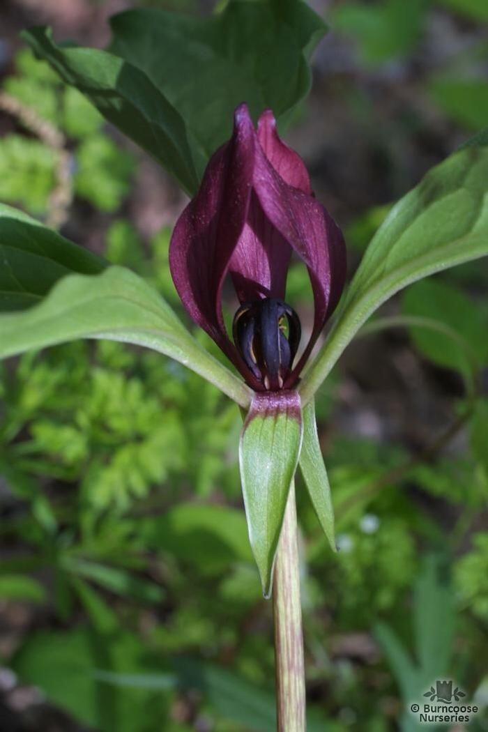 Trillium from Burncoose Nurseries