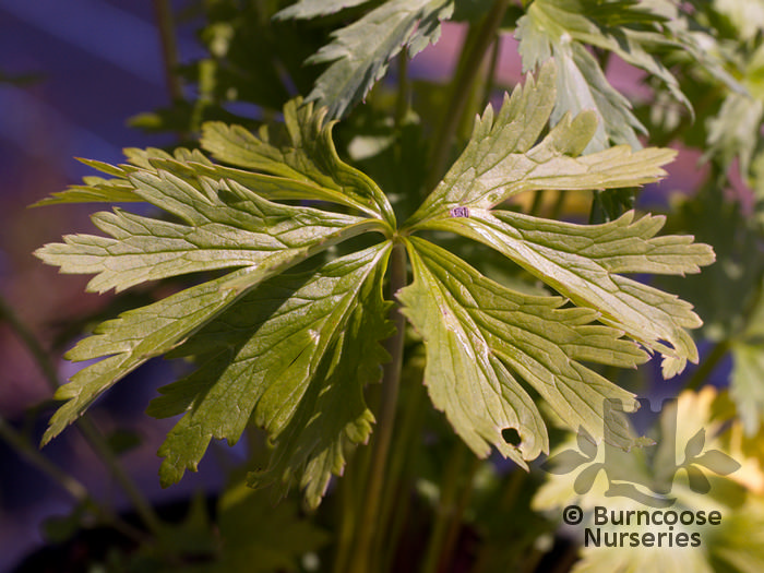Trollius from Burncoose Nurseries