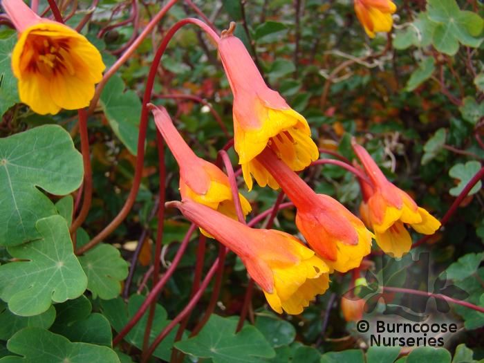 Tropaeolum from Burncoose Nurseries