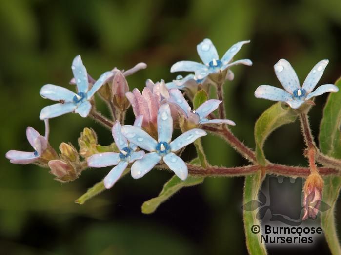 Tweedia Coerulea from Burncoose Nurseries