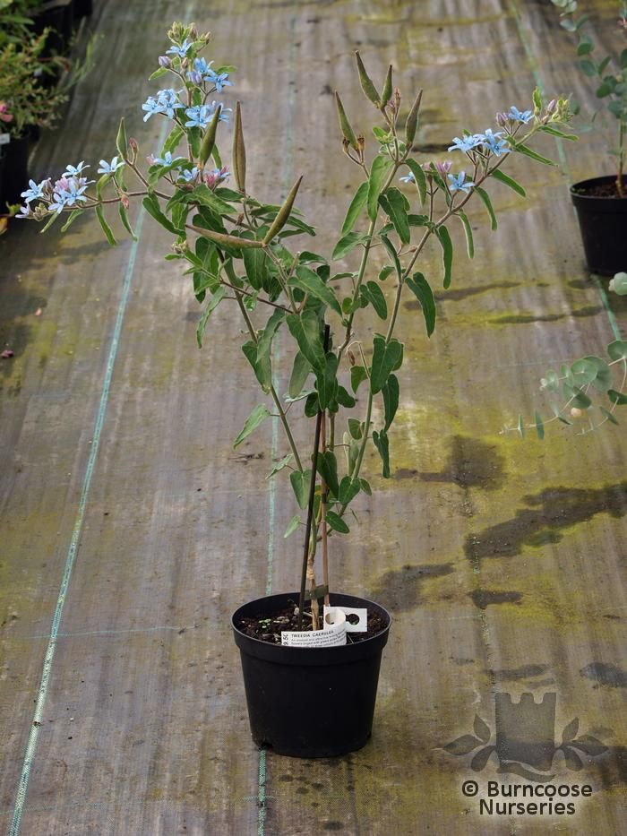 Tweedia Coerulea from Burncoose Nurseries