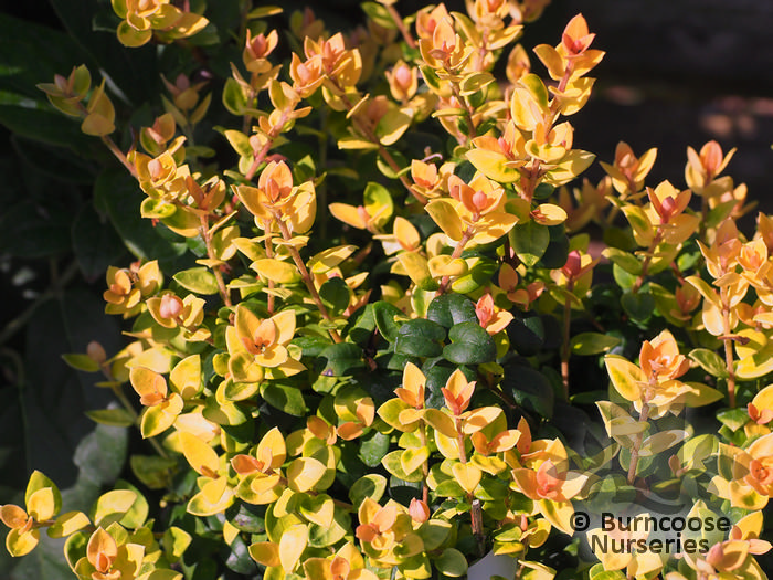 Ugni from Burncoose Nurseries