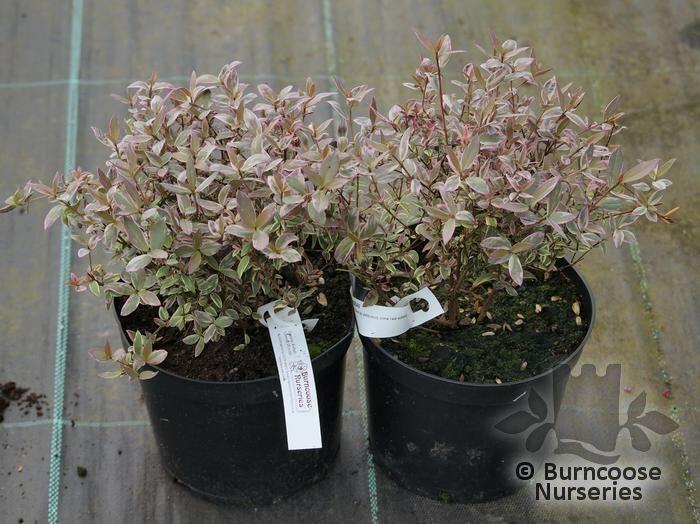 Ugni Molinae 'Flambeau' from Burncoose Nurseries