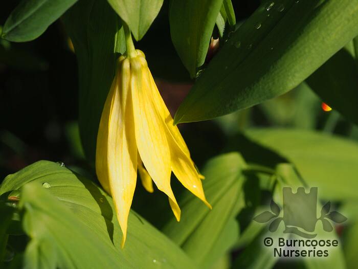 Uvularia from Burncoose Nurseries