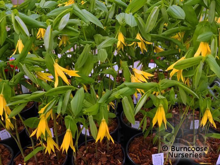 Uvularia Grandiflora from Burncoose Nurseries