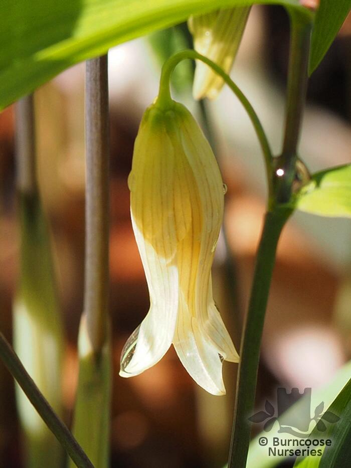 Uvularia from Burncoose Nurseries