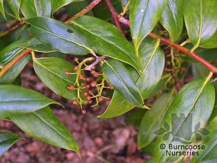 Vaccinium Dunalianum Var. Megaphyllum from Burncoose Nurseries
