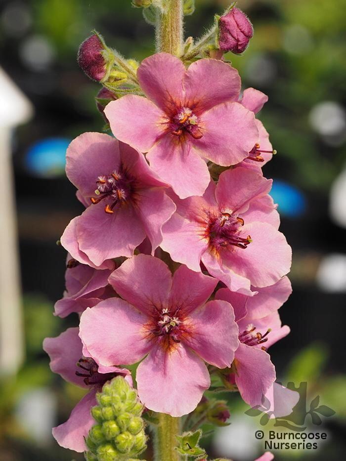 Verbascum from Burncoose Nurseries
